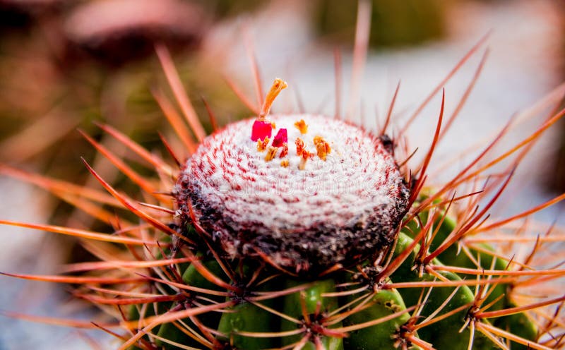 Beautiful Macro Shots of Prickly Cactus. Background and Textures Stock ...