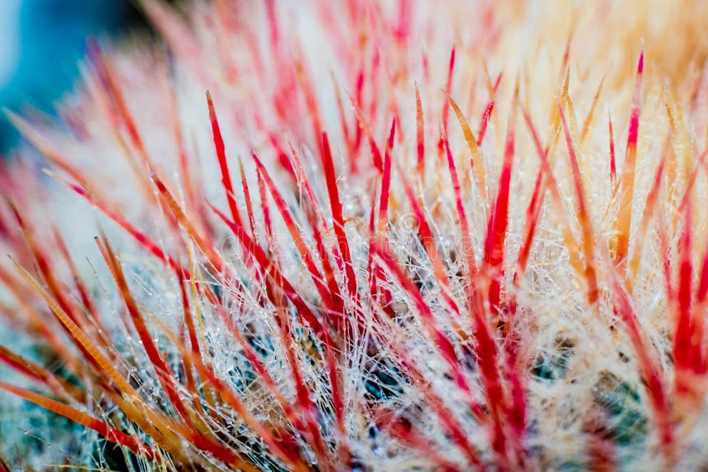 Beautiful Macro Shots of Prickly Cactus. Background and Textures Stock ...