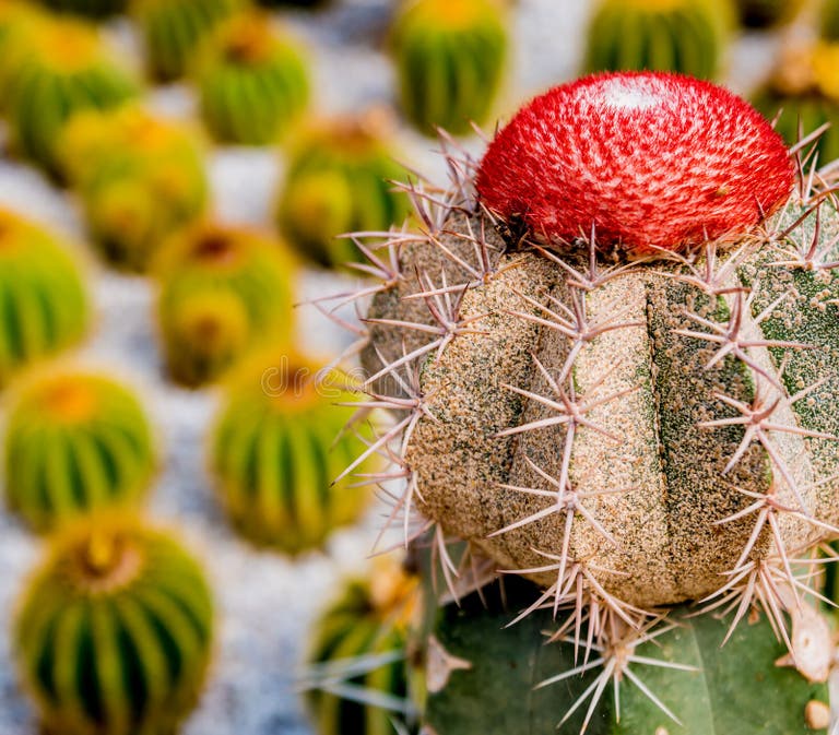 Beautiful Macro Shots of Prickly Cactus. Background and Textures Stock ...