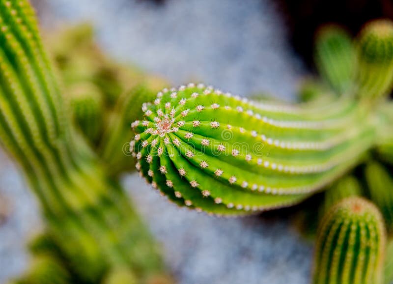 Beautiful Macro Shots of Prickly Cactus. Background and Textures Stock ...
