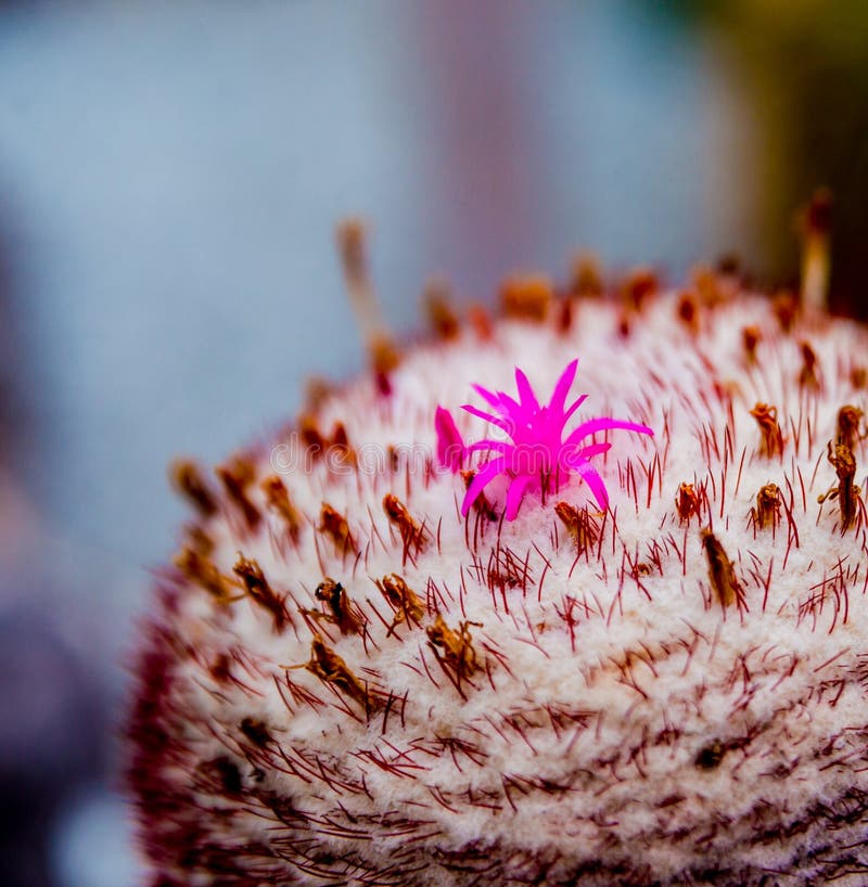 Beautiful Macro Shots of Prickly Cactus. Background and Textures Stock ...
