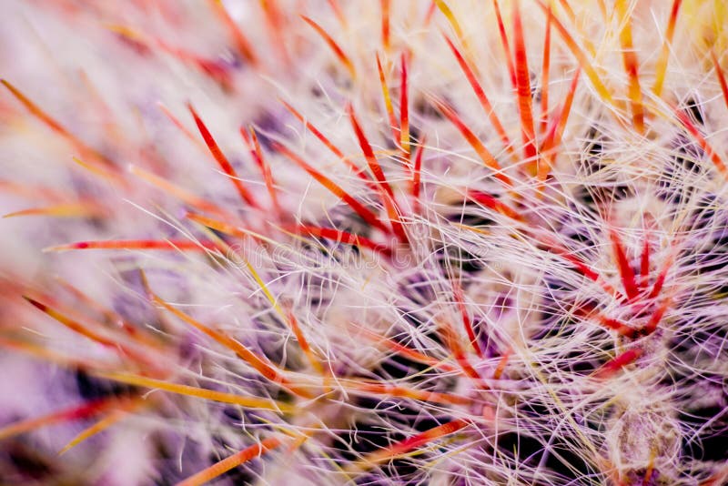 Beautiful Macro Shots of Prickly Cactus. Background and Textures Stock ...