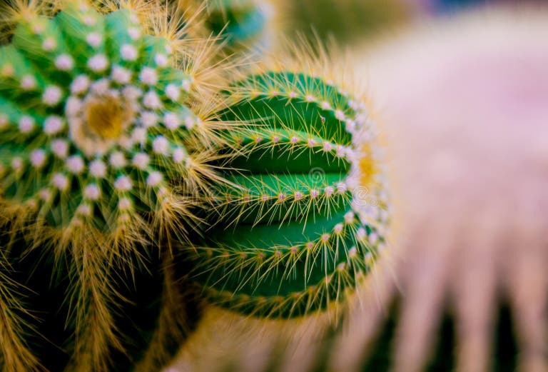 Beautiful Macro Shots of Prickly Cactus. Background and Textures Stock ...
