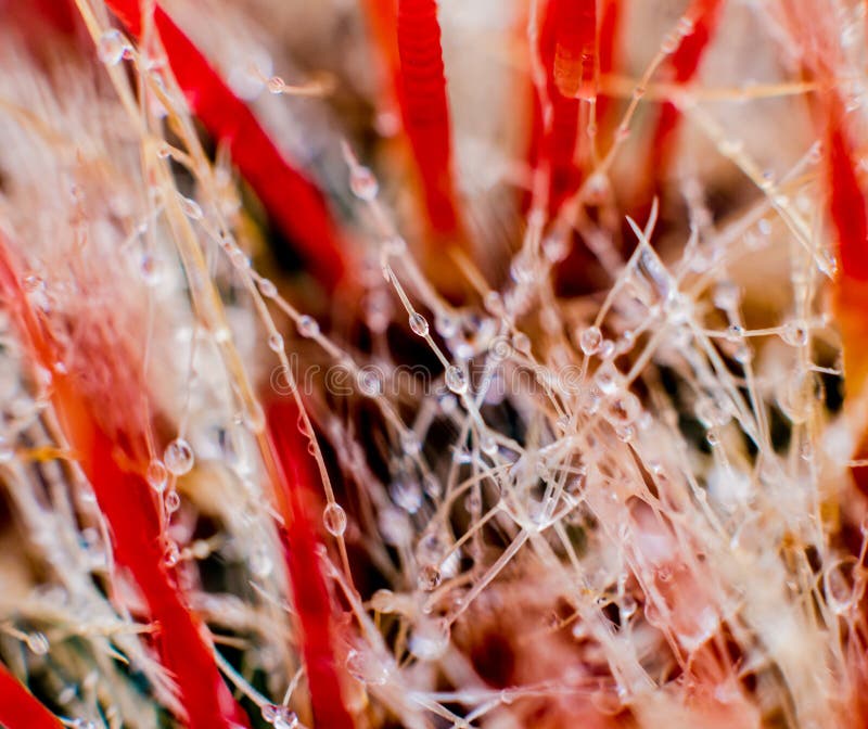 Beautiful Macro Shots of Prickly Cactus. Background and Textures Stock ...