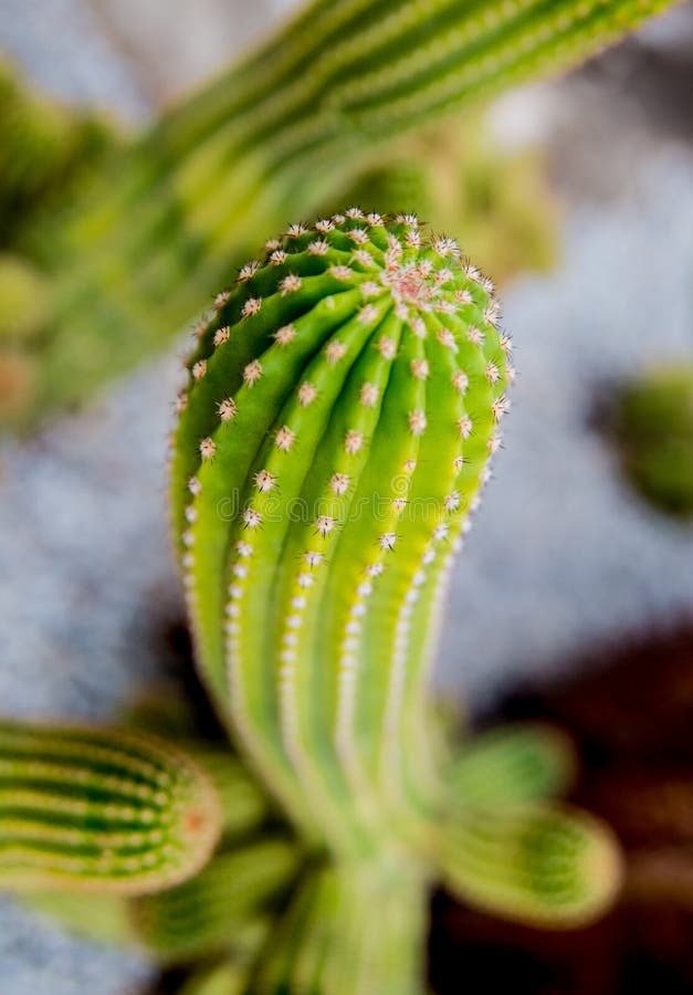 Beautiful Macro Shots of Prickly Cactus. Background and Textures Stock ...