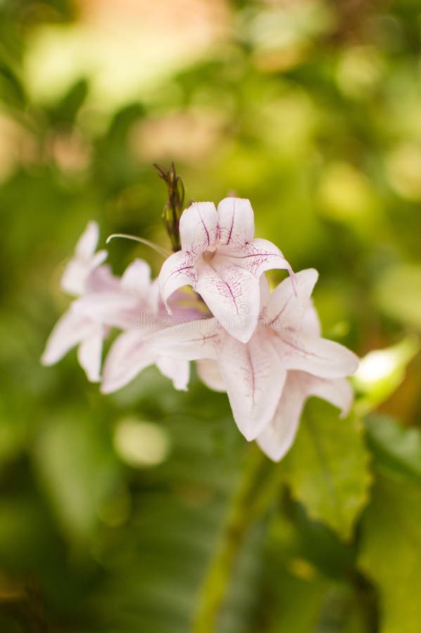 Macro Flower in Spring stock photo. Image of lady, springful - 125866906