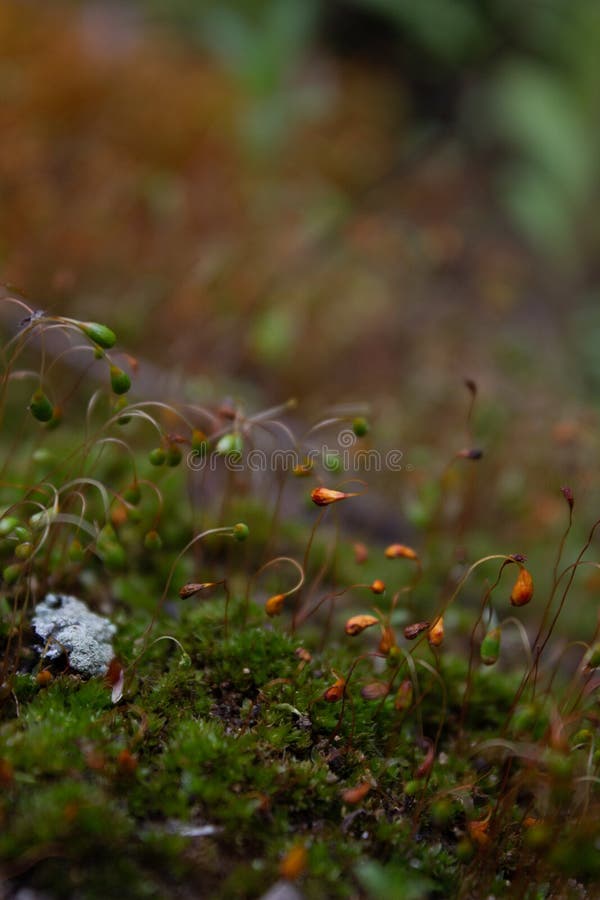 Beautiful Macro of Spores Nature Stock Image - Image of outdoor, green ...