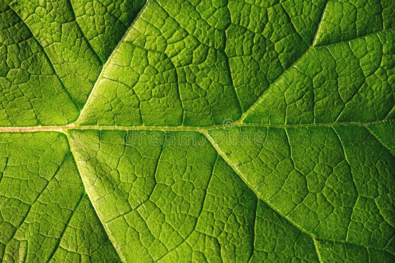 Beautiful Macro Texture of Rich Green Color Leaf in Summer Garden Stock ...