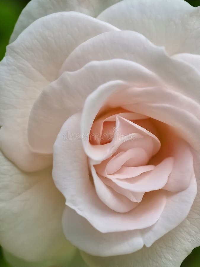 Beautiful Macro of a White Rose Stock Image - Image of close, group ...