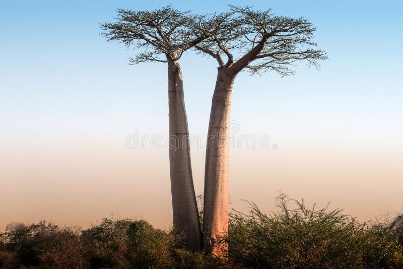 Beautiful Madagascar Baobab. Madagascar. Africa Stock Photo - Image of ...