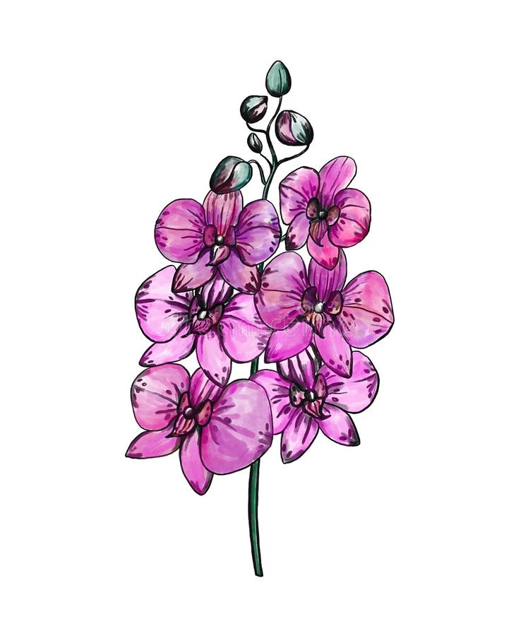 Beautiful Magenta Phalaenopsis Orchid Flowers Hand Drawn Purple