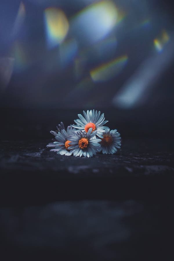 Beautiful and Magical Daisy for Decoration Stock Photo - Image of ...