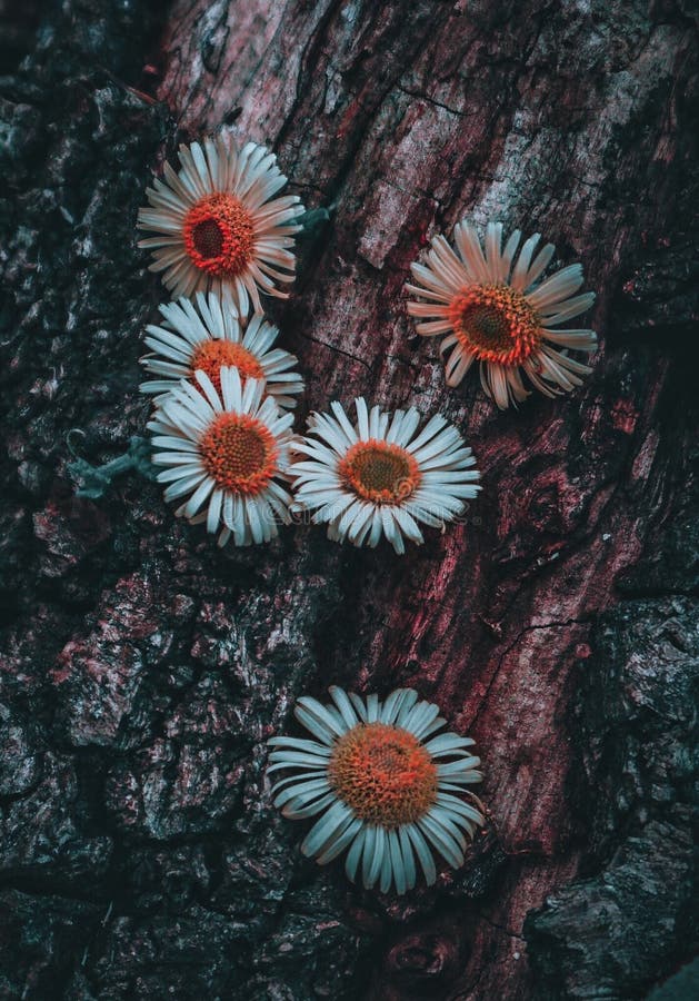 Beautiful and Magical Daisy for Decoration Stock Image - Image of ...