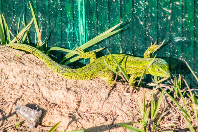 Beautiful Magical Green Lizard in the Spring on the Sun Close. Stock ...