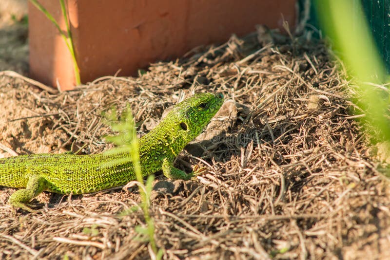 Beautiful Magical Green Lizard in the Spring on the Sun Close. Stock ...