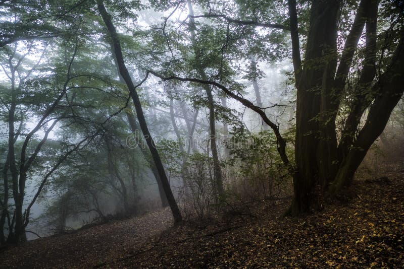 Beautiful Magical Natural Wood Scene Stock Image - Image of beautiful ...