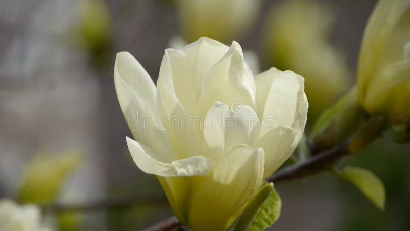 Beautiful Magnolia Bloom in Sunshine. Stock Video - Video of flower ...