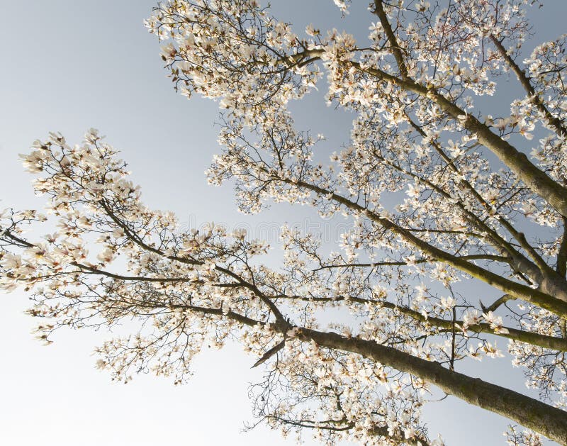 Beautiful Magnolia Blossoms in Spring Stock Photo - Image of ...