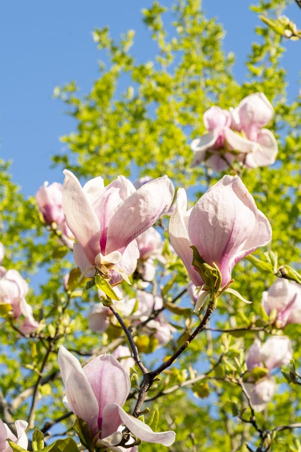 Beautiful Magnolia Blossoms in the Spring. Beautiful Magnolia Tree ...