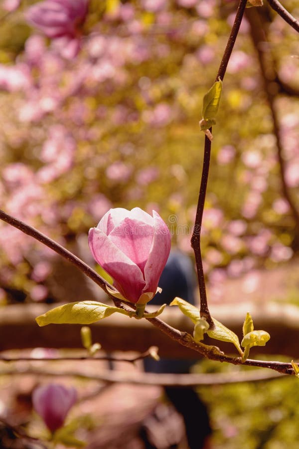 Beautiful Magnolia Buds in a Beautiful Park Stock Photo - Image of ...