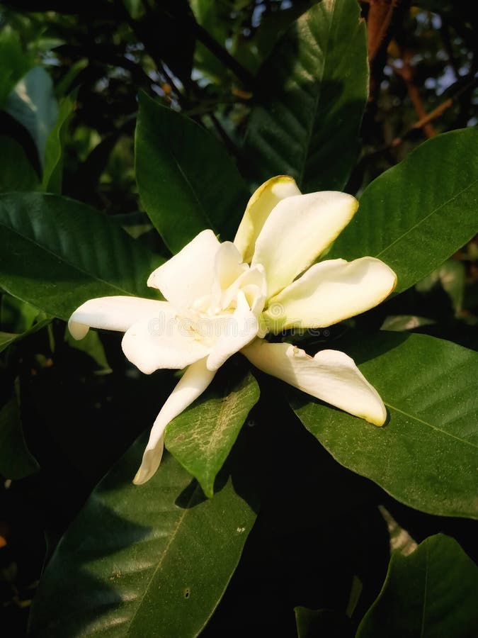 Beautiful Magnolia Flower Nice Image India Stock Photo - Image of nice ...