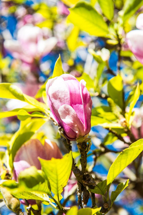 Beautiful Magnolia Flower on Tree Stock Image - Image of branch ...
