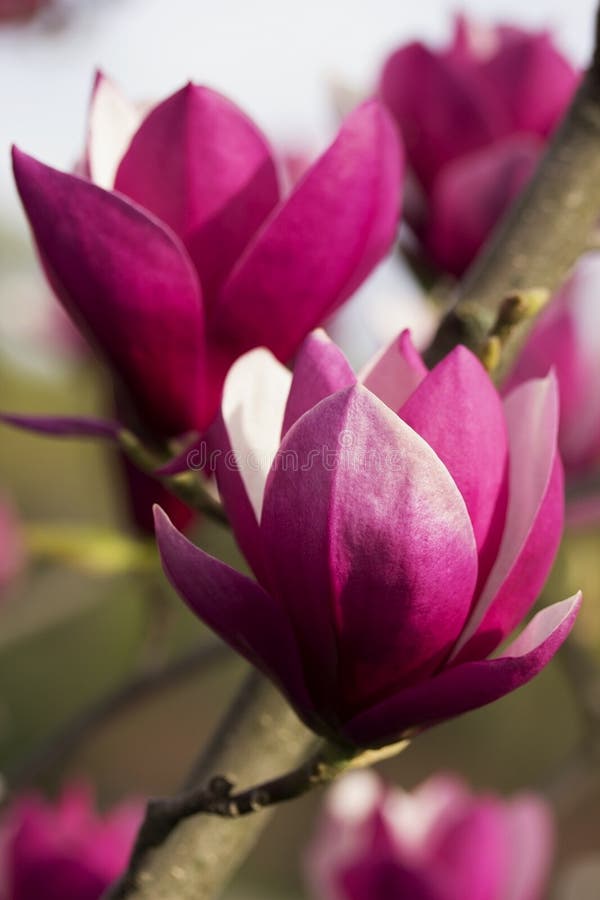 Beautiful Magnolia Flowers. Blooming Magnolia Tree in the Spring ...