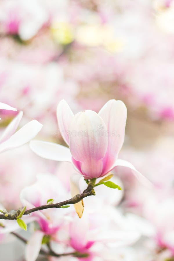 Beautiful Magnolia Tree Bright White Flowering in a Spring Sunny Day ...