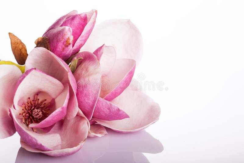 Beautiful Magnolia Isolated on White Background Stock Photo - Image of ...