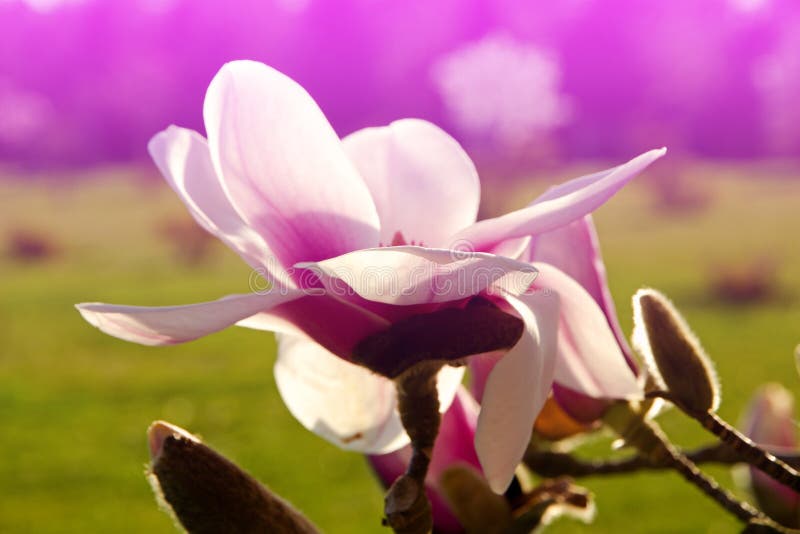 Beautiful magnolia stock image. Image of beautiful, floral - 90303897