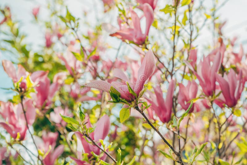 Beautiful Magnolia Tree Bright White Flowering in a Spring Sunny Day ...