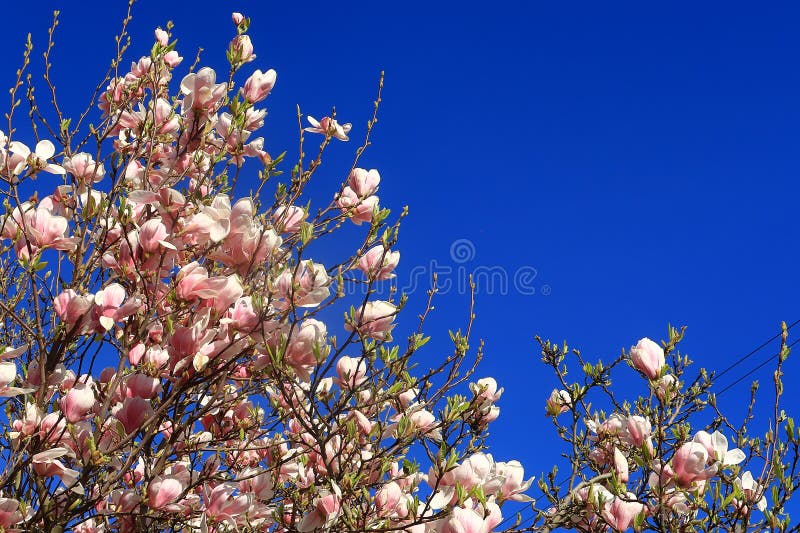 Beautiful Magnolia Tree Set Under a Clear Blue Sky Stock Photo - Image ...