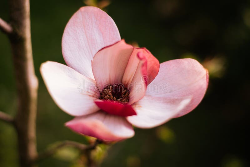 Magnolia tree in spring stock image. Image of bloom - 377278403