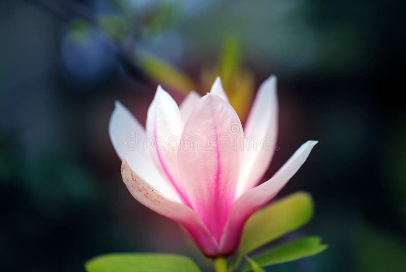 Beautiful Magnolia Tree Bright White Flowering in a Spring Sunny Day ...