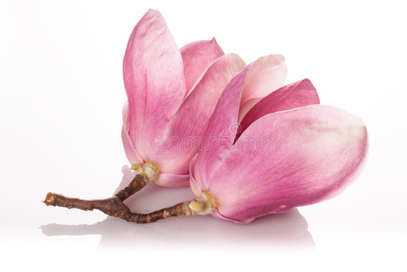 Beautiful Magnolia on White Background Stock Photo - Image of blossom ...
