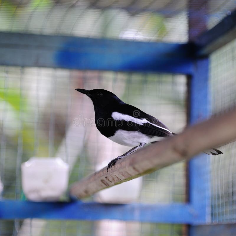 Beautiful Magpie stock photo. Image of cunning, close - 23759158