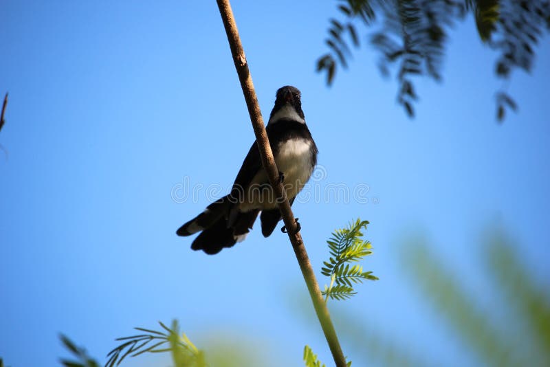 Magpie stock image. Image of tropical, asia, beautiful - 100729153
