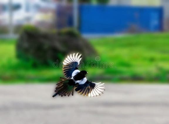Beautiful Magpie in Full Landing Stock Image - Image of landing, black ...