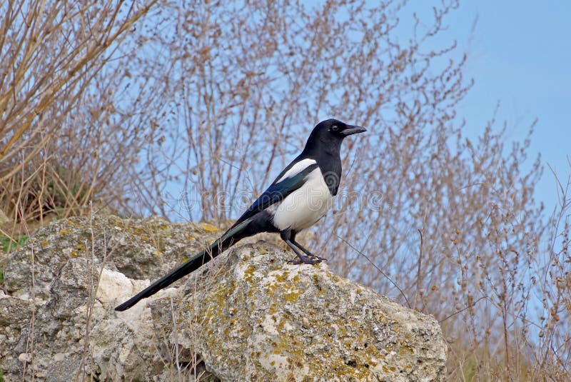 296 Stone Magpie Bird Stock Photos - Free & Royalty-Free Stock Photos ...