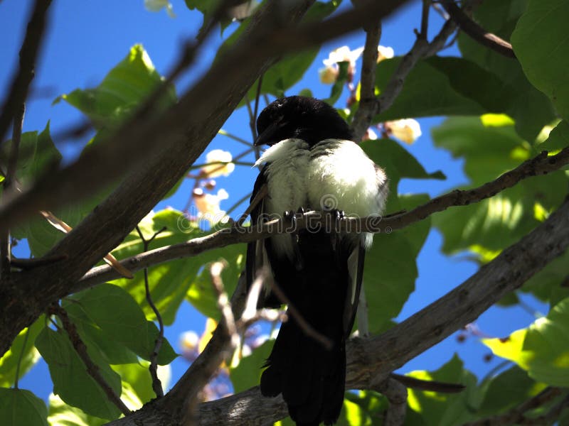 A Beautiful Magpie on a Tree Stock Photo - Image of natural, poultry ...