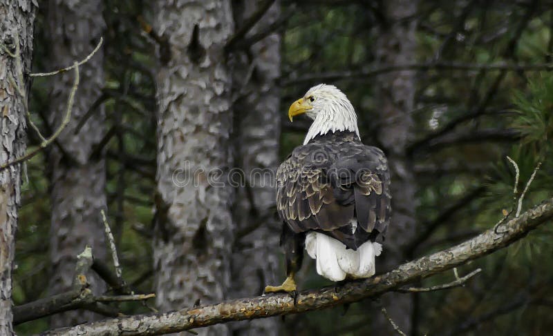 Majestic Bald Eagle Soaring through a Clear, Blue Sky, with Its Wings ...
