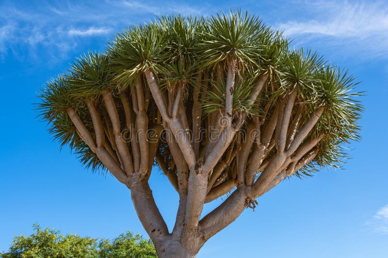 Beautiful Majestic Dracaena Tree Stock Photo - Image of dracaena ...