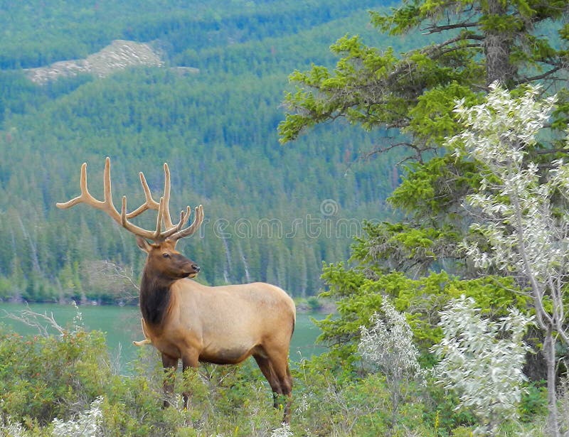 Beautiful majestic Elk stock image. Image of bull, landscape - 69090375