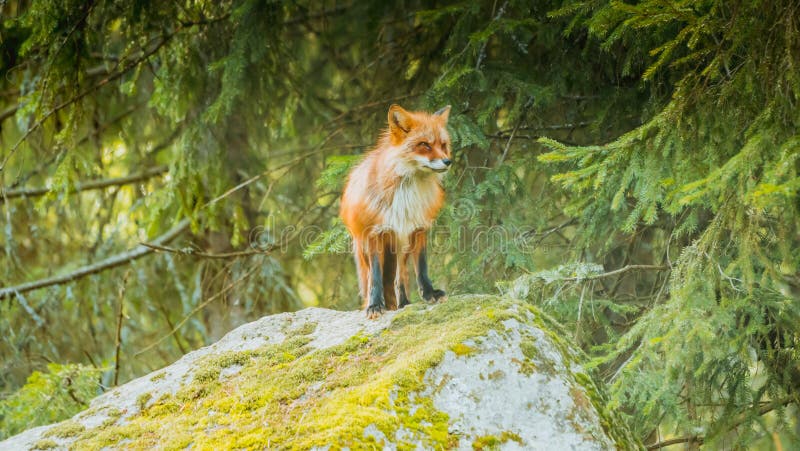 Beautiful Majestic Fox on the Rock by the Clearing Stock Image - Image ...