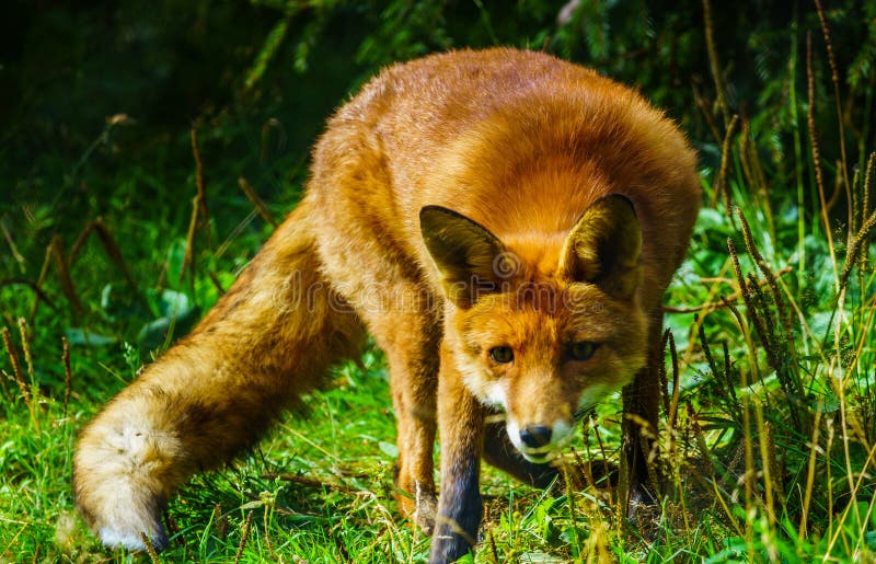 Beautiful Majestic Fox on the Rock by the Clearing Stock Photo - Image ...