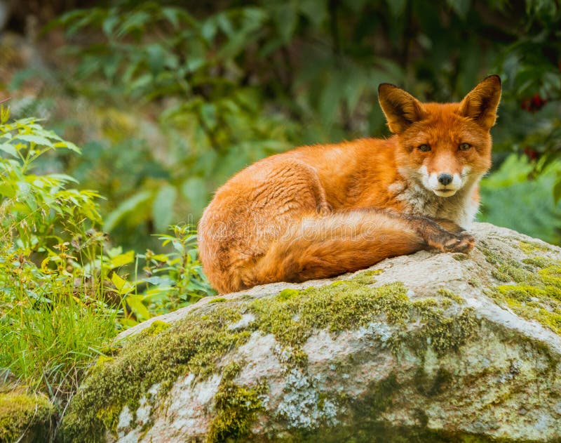Beautiful Majestic Fox on the Rock by the Clearing Stock Image - Image ...