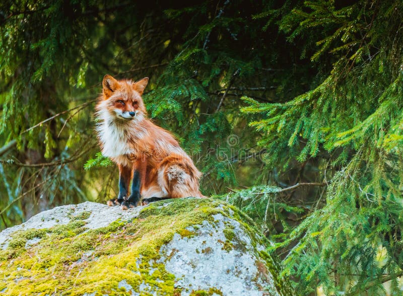 Beautiful Majestic Fox on the Rock by the Clearing Stock Photo - Image ...