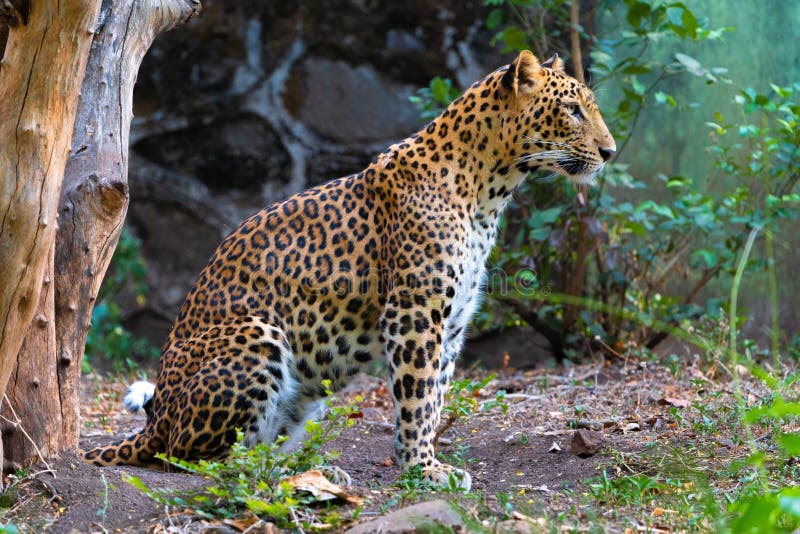 Majestic Leopard Laying on the Ground in a Sunny Outdoor Setting Stock ...