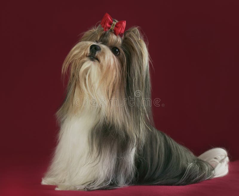Beautiful Male Beaver Yorkshire Terrier with Bow Stock Image - Image of ...