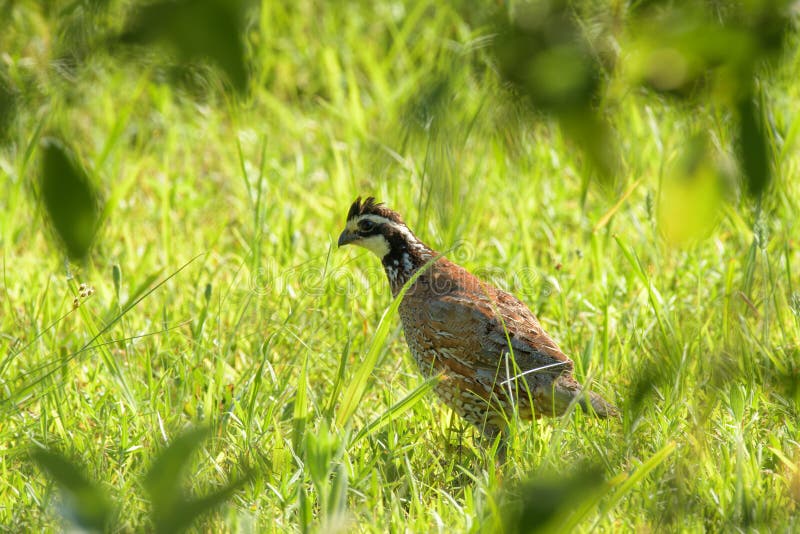 Beautiful Male Bobwhite Quail in Grass Stock Image - Image of ...
